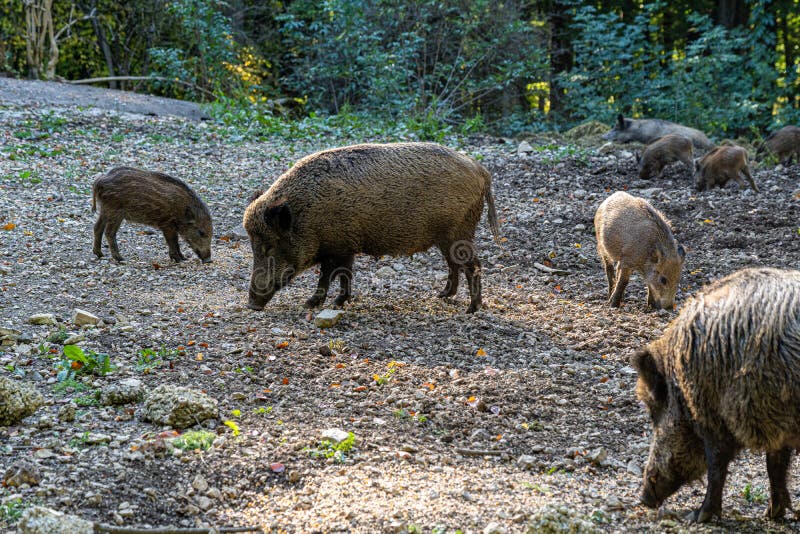 Wild Boars Searching for Food on the Ground and Eating Stock Photo ...