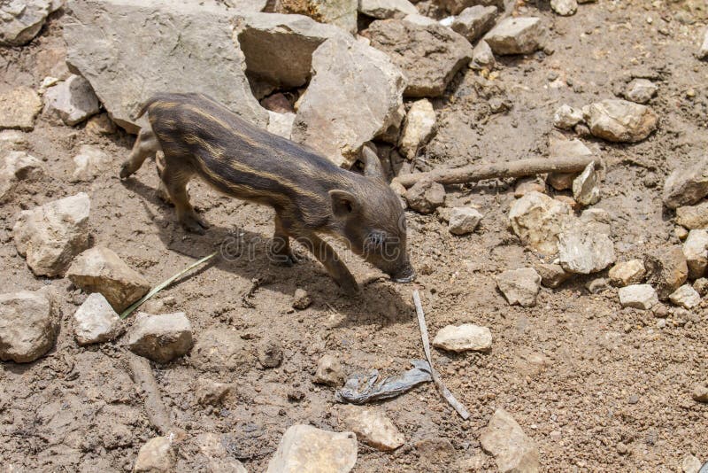 Wild boars stock photo. Image of animal, small, gray - 34428318