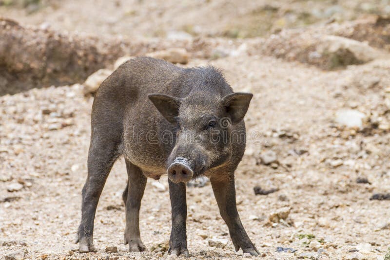 Wild boars family stock photo. Image of boar, removing - 34428426