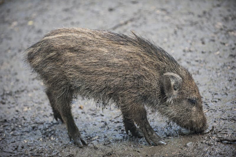 Sounder of Young Wild Boars Stock Image - Image of sounder, animal ...