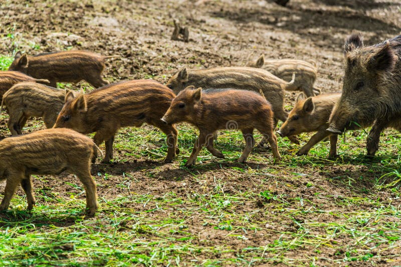 Wild boars in the forest stock image. Image of europe - 110030381