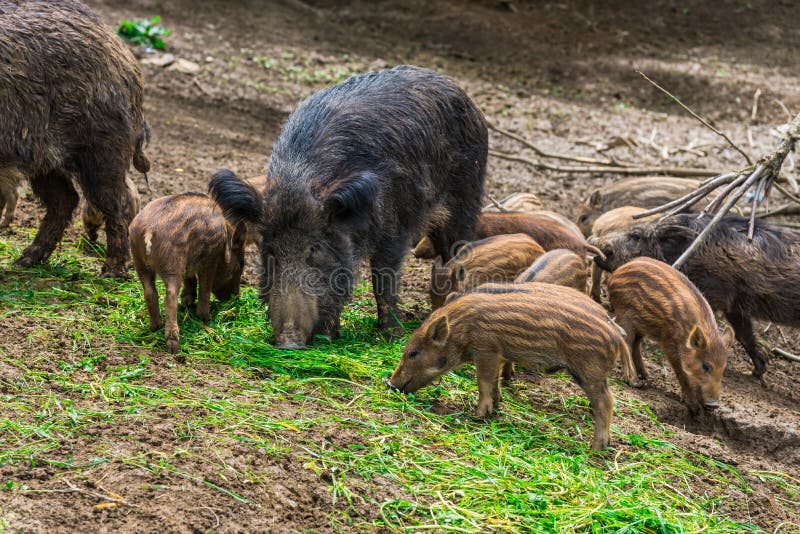 Wild boars in the forest stock image. Image of romania - 110030445