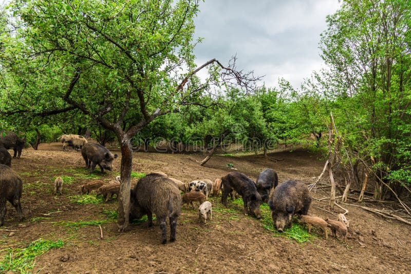 Wild boars in the forest stock photo. Image of springtime - 110030484