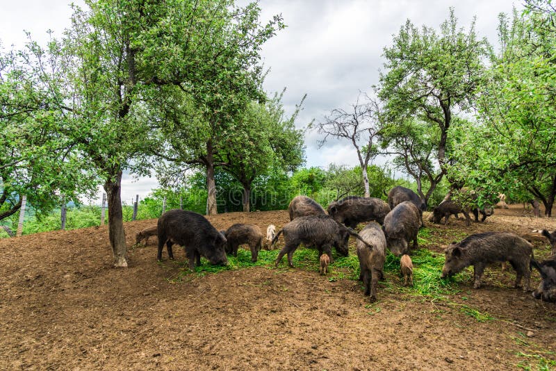 Wild boars in the forest stock photo. Image of nature - 110030494