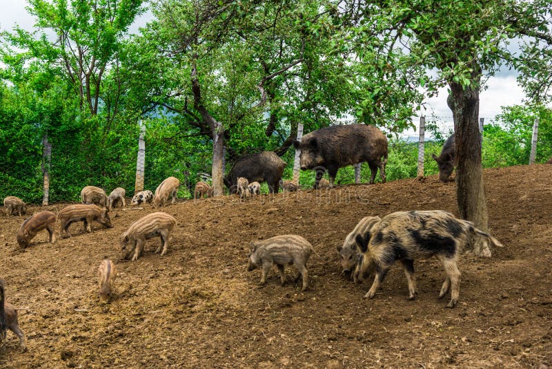 Wild boars in the forest stock photo. Image of mammal - 110030506