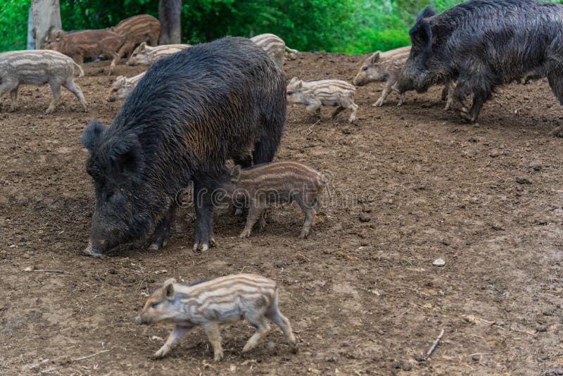 Wild boars in the forest stock photo. Image of grass - 110030532