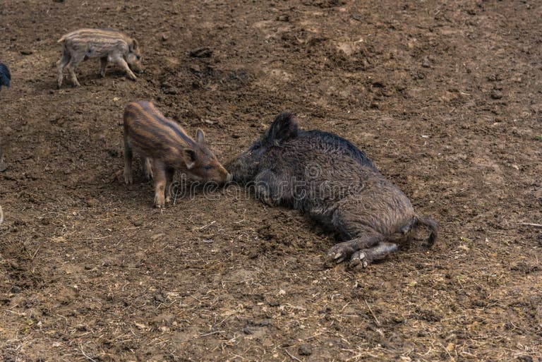 Wild boars in the forest stock image. Image of wild - 110030563