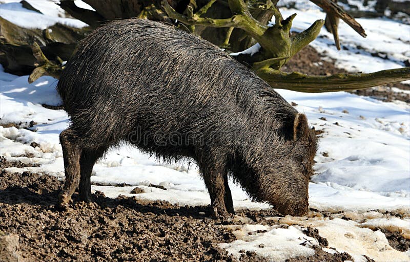 Wild boars stock photo. Image of field, live, wild, boars - 49666994