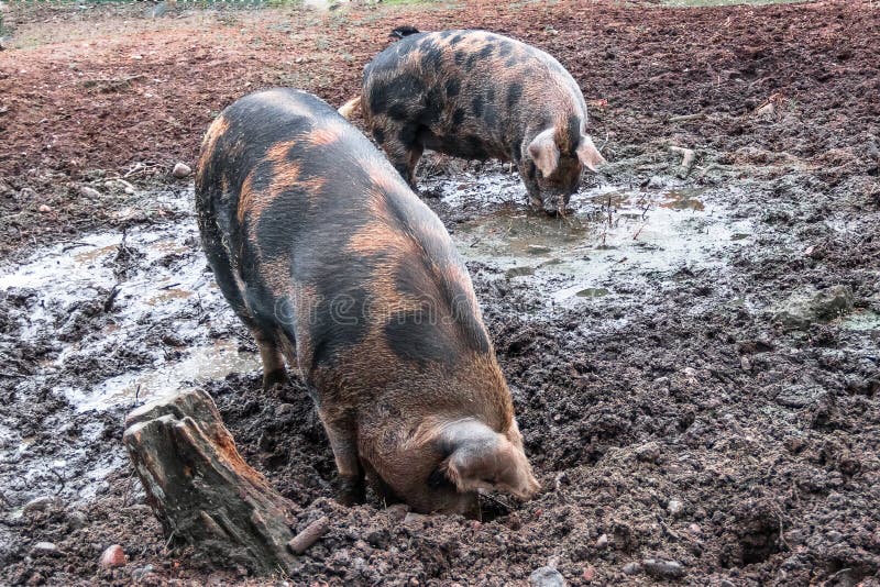 Wild Boars Wallow in the Mud Stock Photo - Image of natural, eating ...