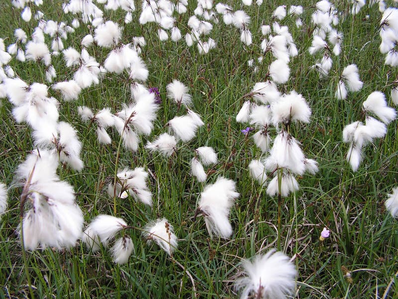 Wild Bog Cotton. stock photo. Image of wild, fibre, field - 874394