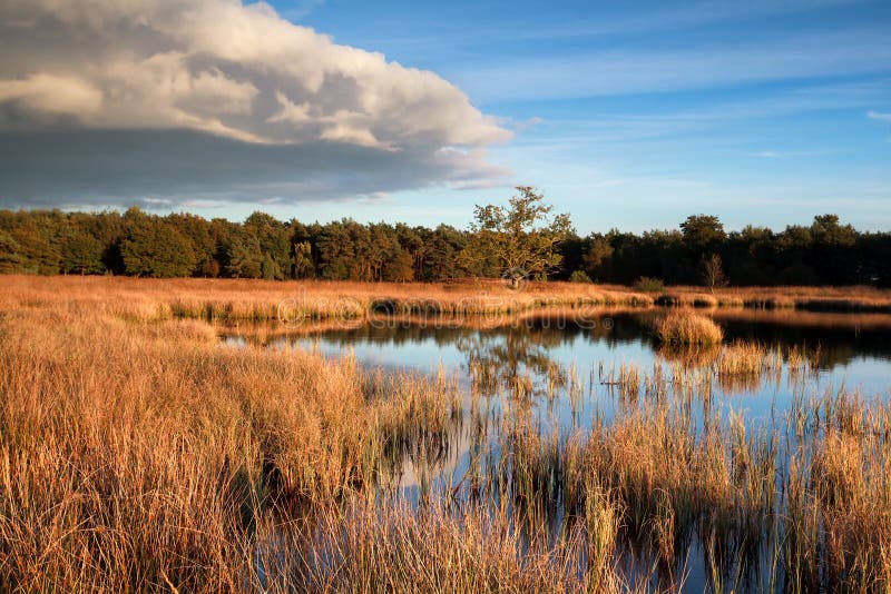 Estonian bog stock photo. Image of estonia, blue, outdoor - 8368664