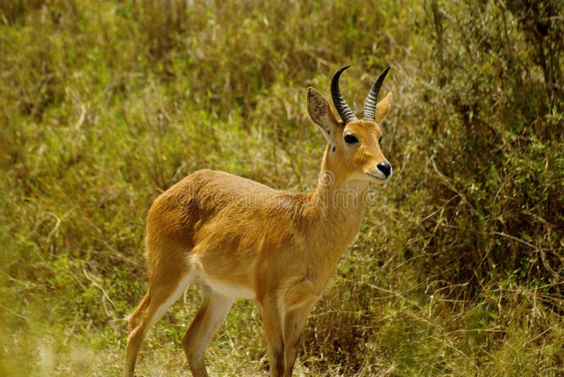 Bohor reedbuck, Serengeti stock image. Image of antelope - 11193385