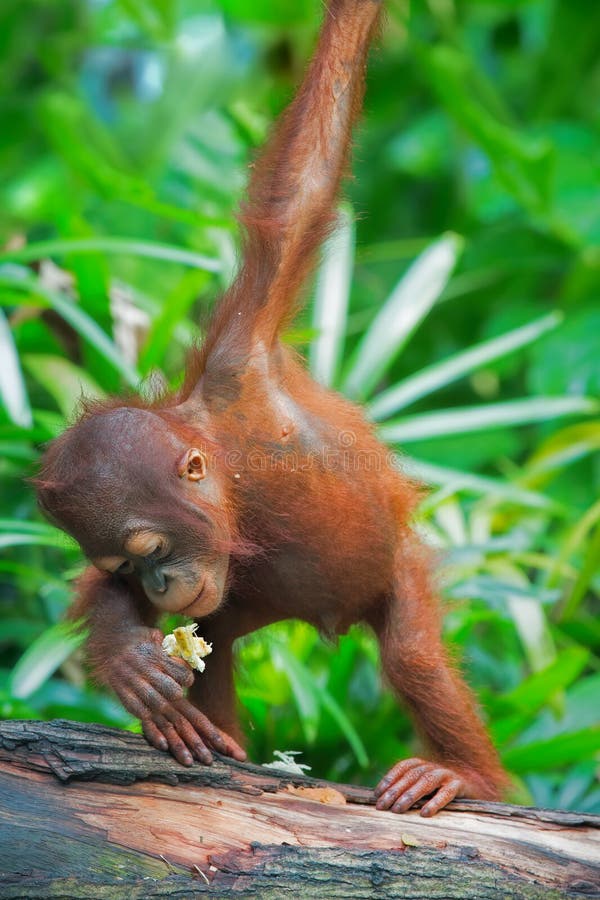 Wild Borneo Orangutan stock image. Image of tree, sabah - 62286311