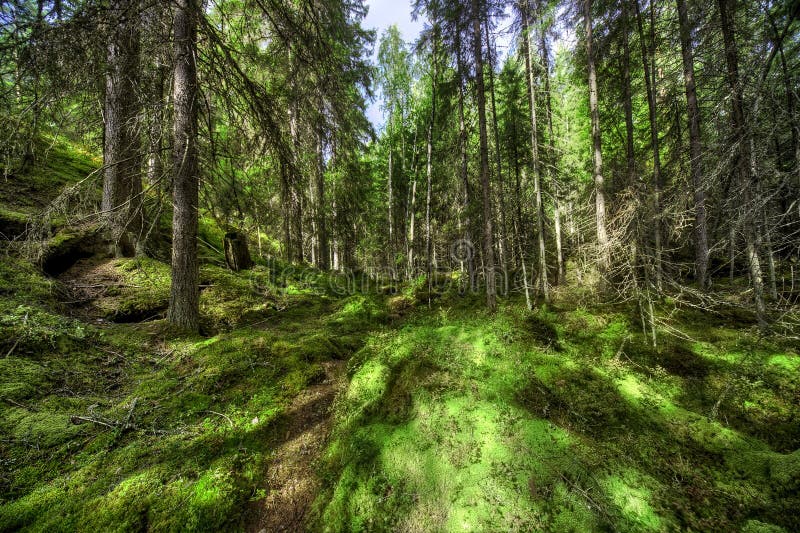 Wild bos bij mooie dag stock foto. Image of wild, groen - 110714840