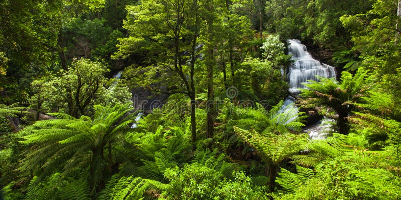 Wild Bos stock afbeelding. Image of milieu, victorie - 37949151