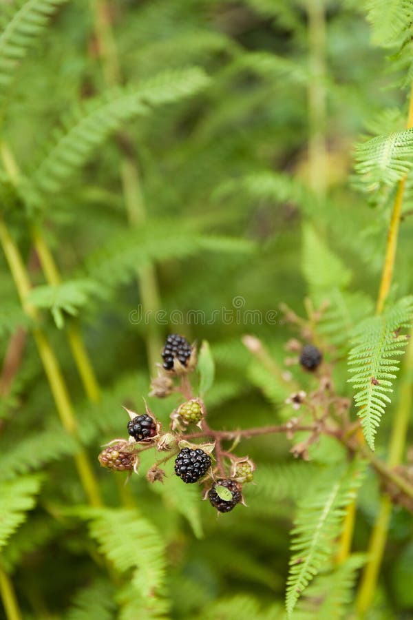 Wild Brambles, Blackberry Bush Plant, Nature Fruit Stock Image - Image ...