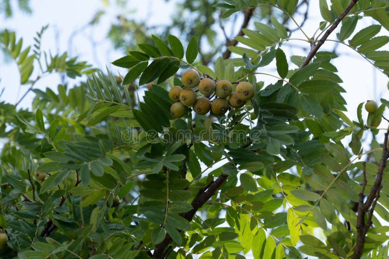 Wild Branch of Almond Tree with Green Almonds Stock Image - Image of ...