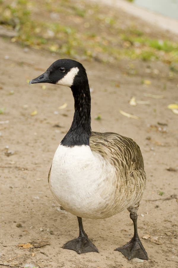 Wild brant bird waterfowl stock image. Image of looking - 11206597