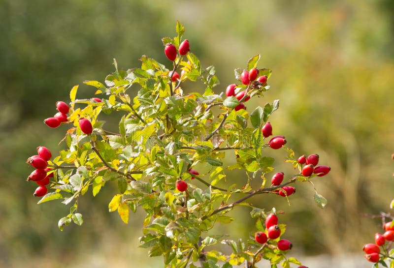 Brier stock image. Image of healthy, snow, branch, eglantine - 29759767