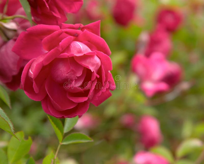 Wild Brier Rose ( Rosa Canina) Stock Photo - Image of beautiful, love ...