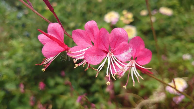 Wild Bright Pink Garden Flower with Very Delicate Stems Stock Image ...
