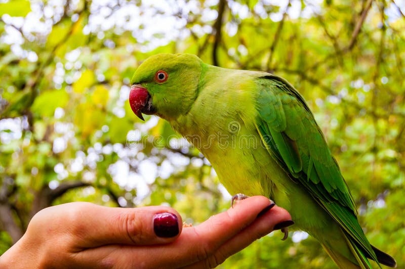 Wild British Green Parakeet Parrot Bird on the Tree in London Stock ...