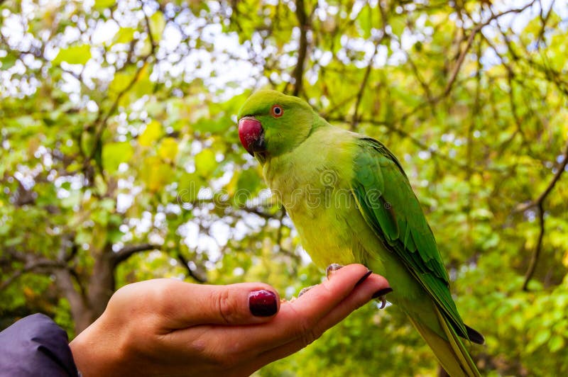 Wild British Green Parakeet Parrot Bird on the Tree in London Stock ...