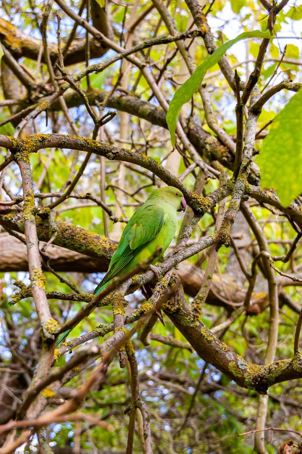 Wild British Green Parakeet Parrot Bird on the Tree in London Stock ...