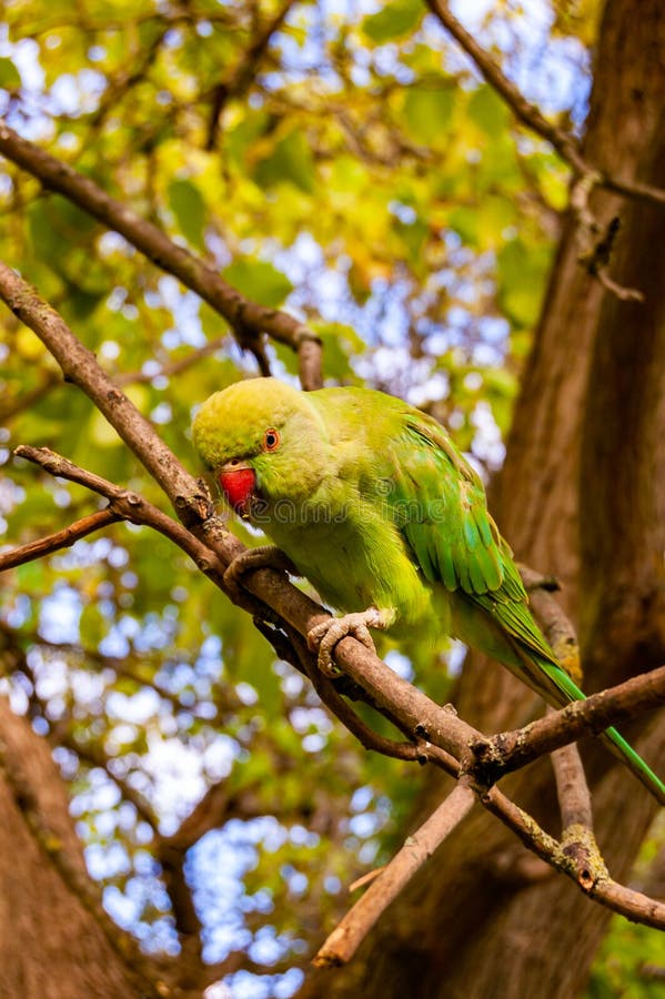 Wild British Green Parakeet Parrot Bird on the Tree in London Stock ...