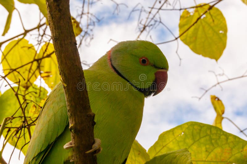 Wild British Green Parakeet Parrot Bird on the Tree in London Stock ...