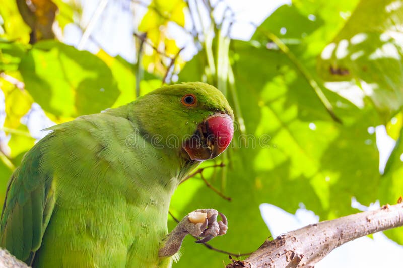 Wild British Green Parakeet Parrot Bird on the Tree in London Stock ...