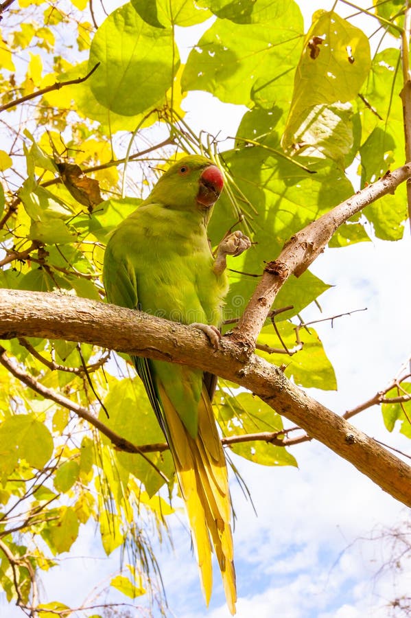 Popinjay bird stock photo. Image of beak, multicoloured - 16146956