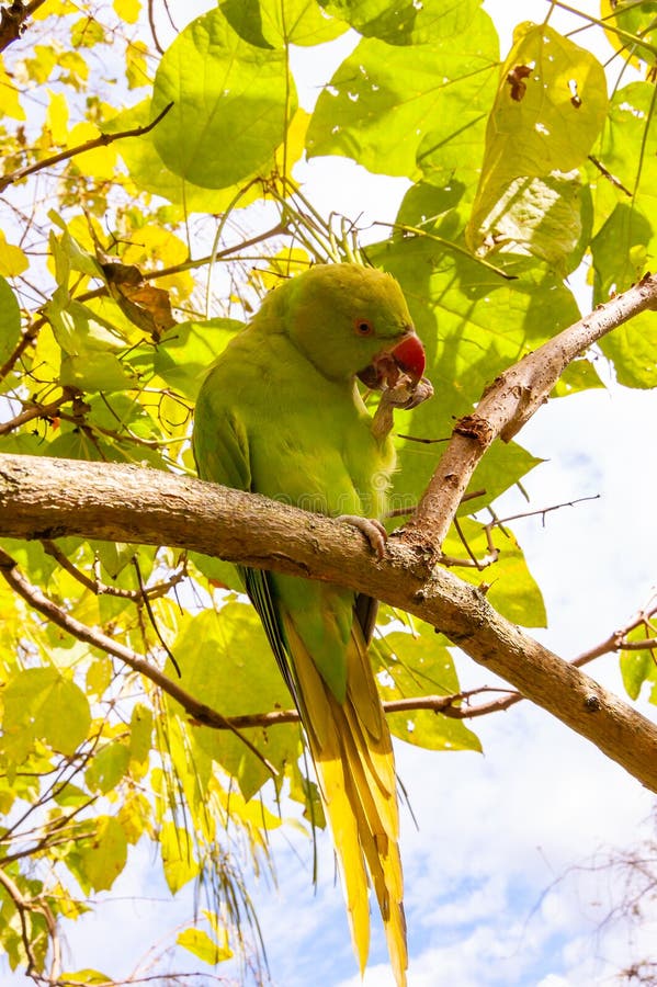Wild British Green Parakeet Parrot Bird on the Tree in London Stock ...