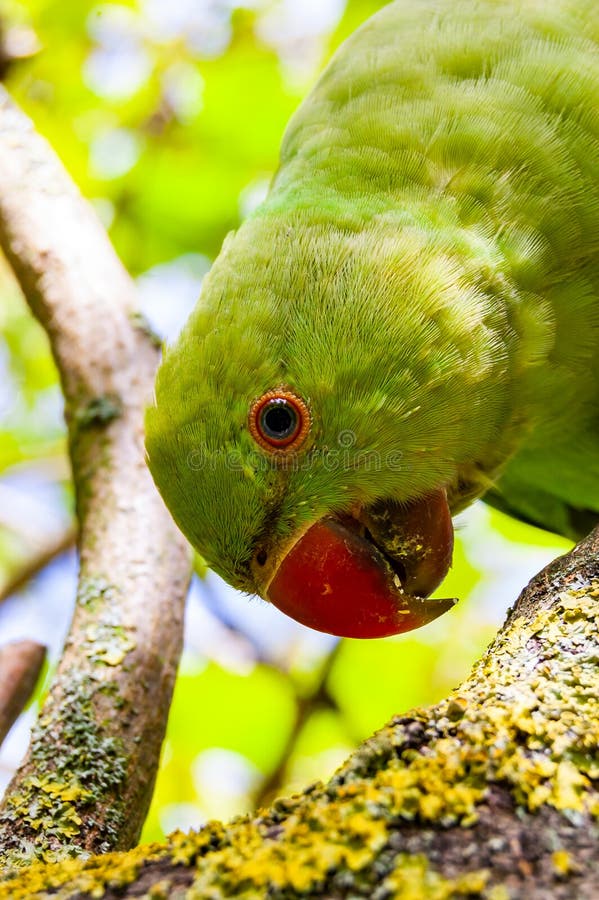 Wild British Green Parakeet Parrot Bird on the Tree in London Stock ...