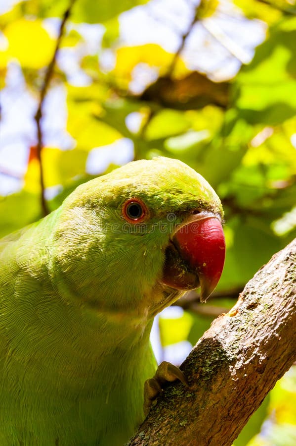 Wild British Green Parakeet Parrot Bird on the Tree in London Stock ...