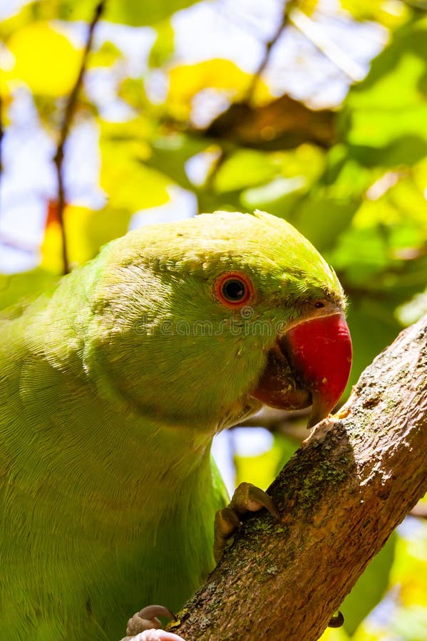 Wild British Green Parakeet Parrot Bird on the Tree in London Stock ...
