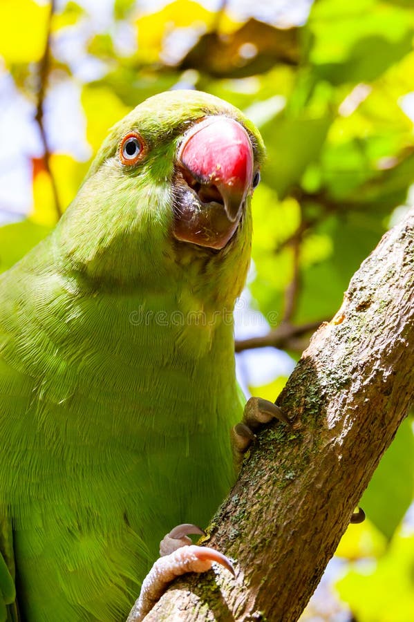 Wild British Green Parakeet Parrot Bird on the Tree in London Stock ...