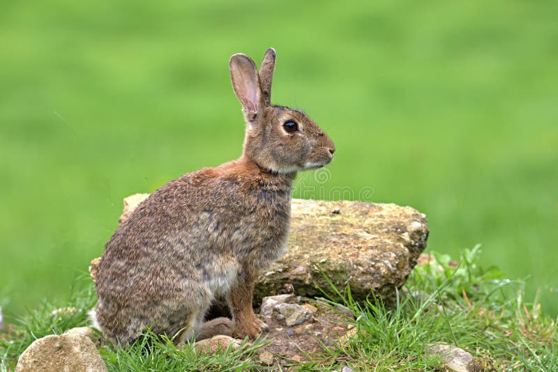 Wild British Rabbit Sitting on Rocks Stock Image - Image of outside ...