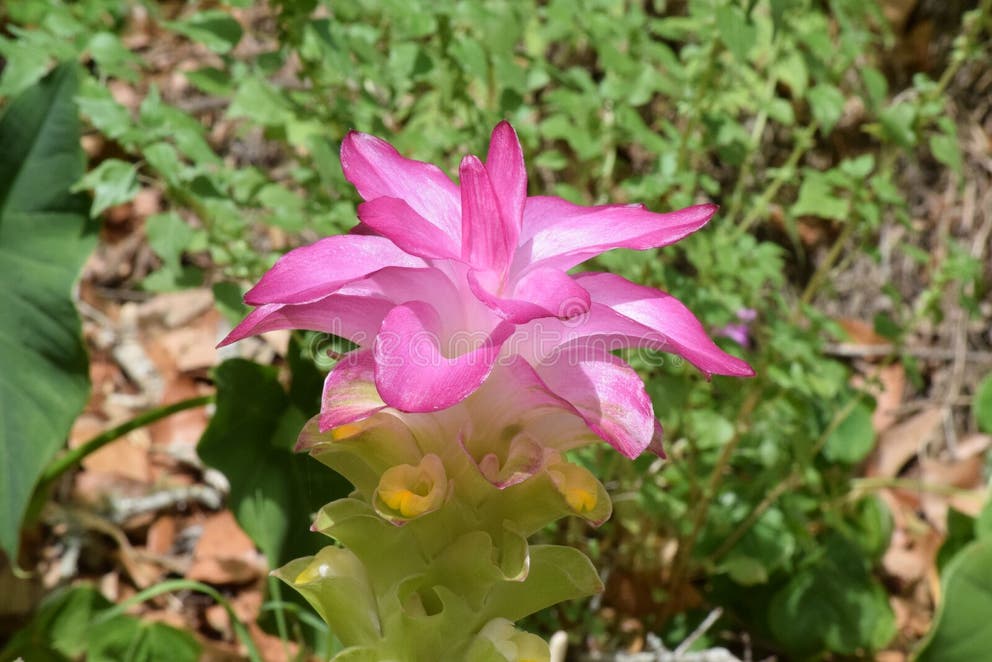 Wild Bromeliad with Bloom Growing Stock Photo - Image of bromeliad ...