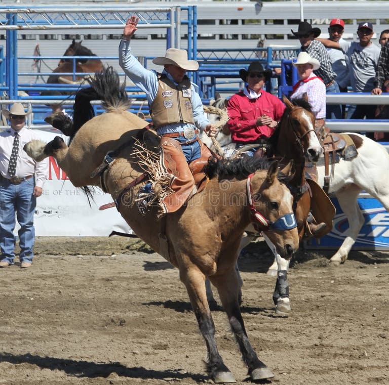 Wild Bronc Rider editorial image. Image of build, flailing - 19225355