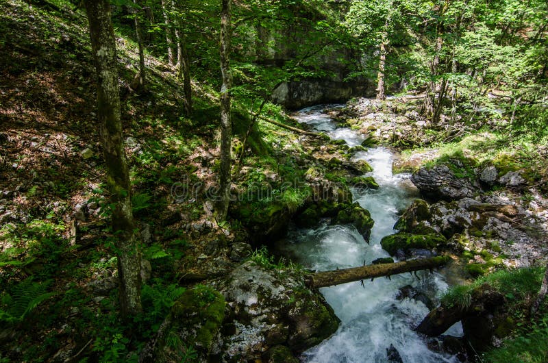 Wild brook in the nature stock image. Image of naturally - 137099619