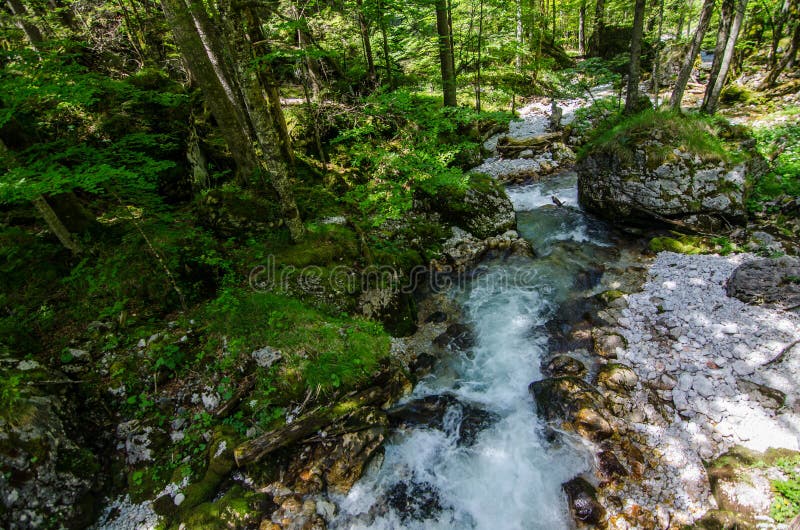 Wild Brook with Trees in Nature Stock Photo - Image of sparkling ...