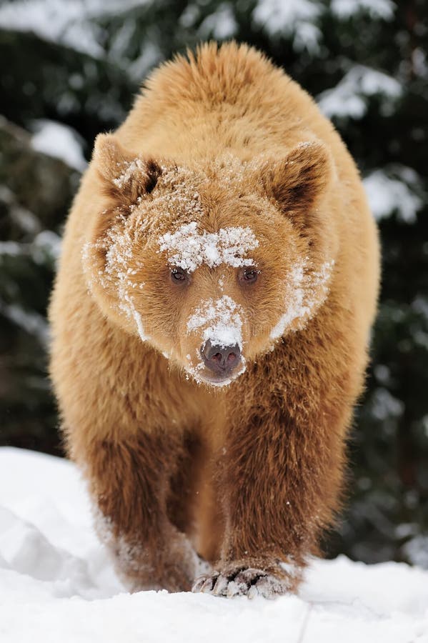 Wild brown bear stock photo. Image of carpathian, cold - 29396586