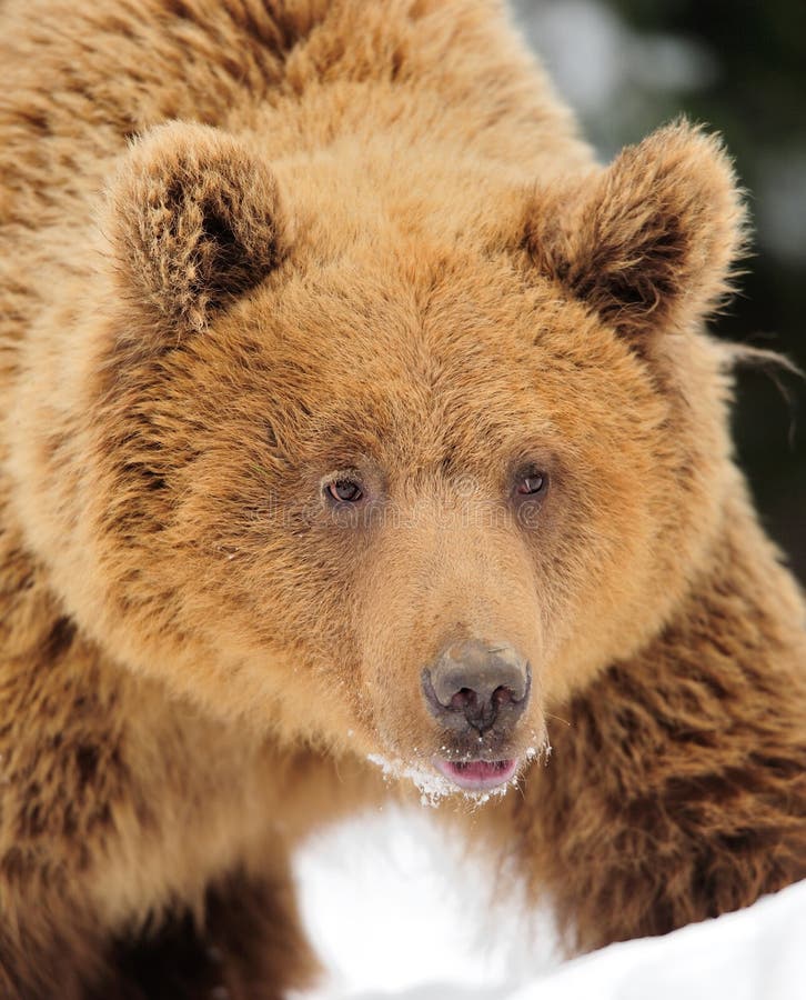 Wild brown bear stock photo. Image of flora, habitat - 29590284