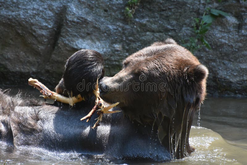Brown Bear Floating on Its Back Holding a Branch Stock Image - Image of ...