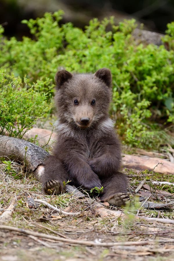 Brown bear cub stock photo. Image of taiga, evening - 101407398