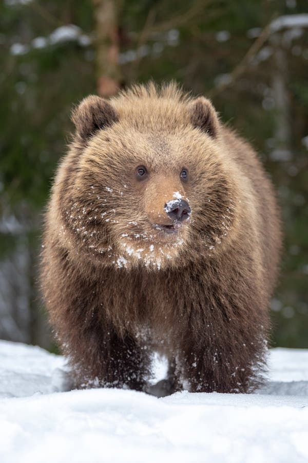 Wild Brown Bear Cub Closeup in Forest Stock Image - Image of danger ...