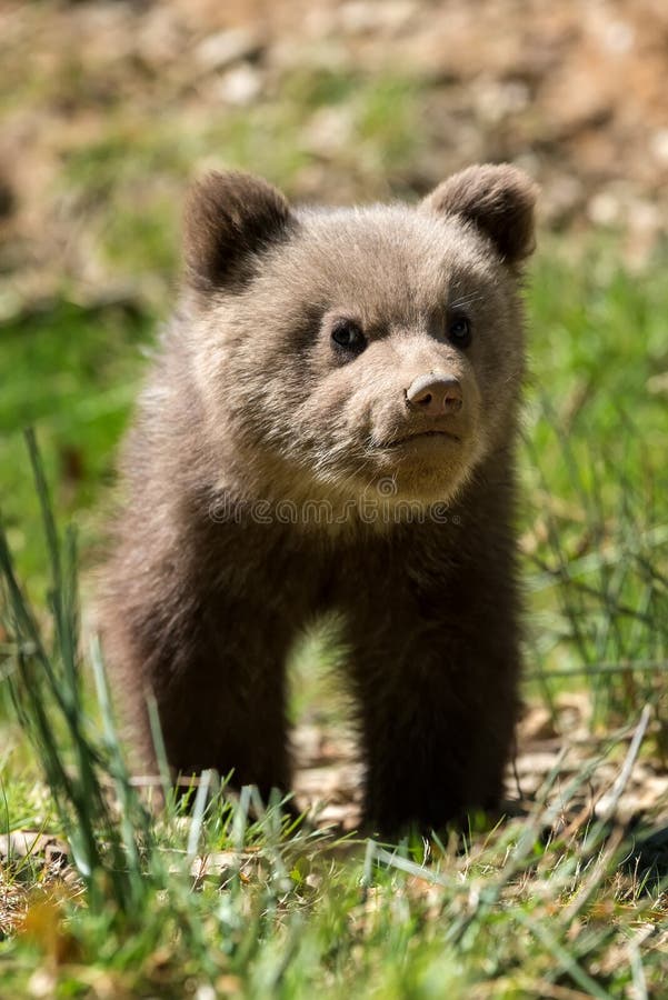 Wild Brown Bear Cub Closeup Stock Photo - Image of cute, family: 117111806