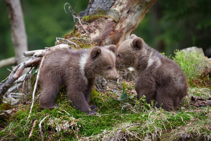Wild Brown Bear Cub Closeup Stock Image - Image of arctos, playing ...