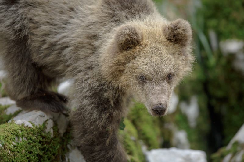 Wild Brown Bear Cub Out Exploring Stock Image - Image of mammal ...